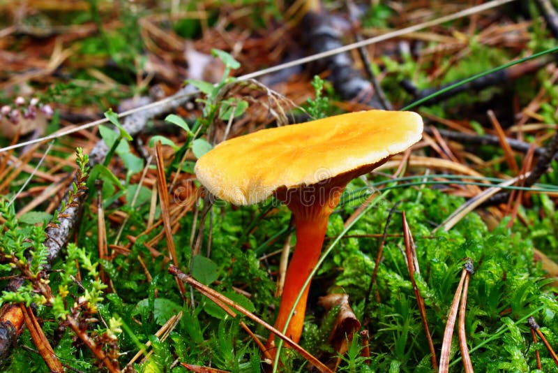 Falsk kantarell arkivfoto. Bild av väx, grönsak, gulaktigt - 33835978