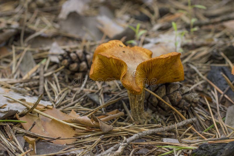 Falsk kantarell arkivfoto. Bild av skog, falskt, fara - 33835978