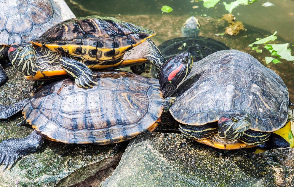 Família da tartaruga imagem de stock. Imagem de rocha - 31410077
