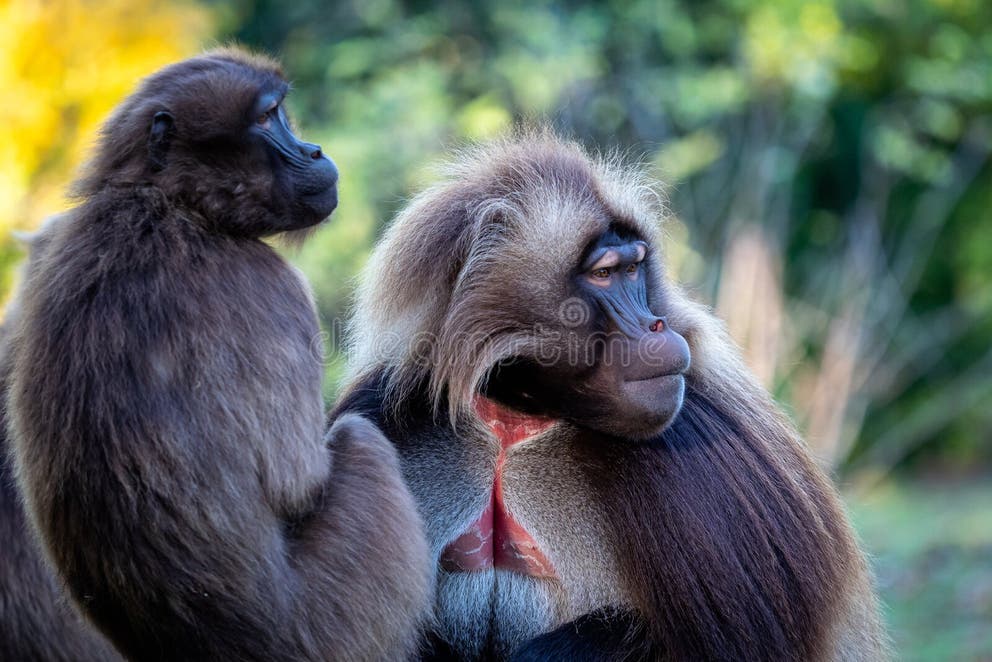 Família De Gelada Baboons Theropithecus Gelada Imagem de Stock - Imagem ...