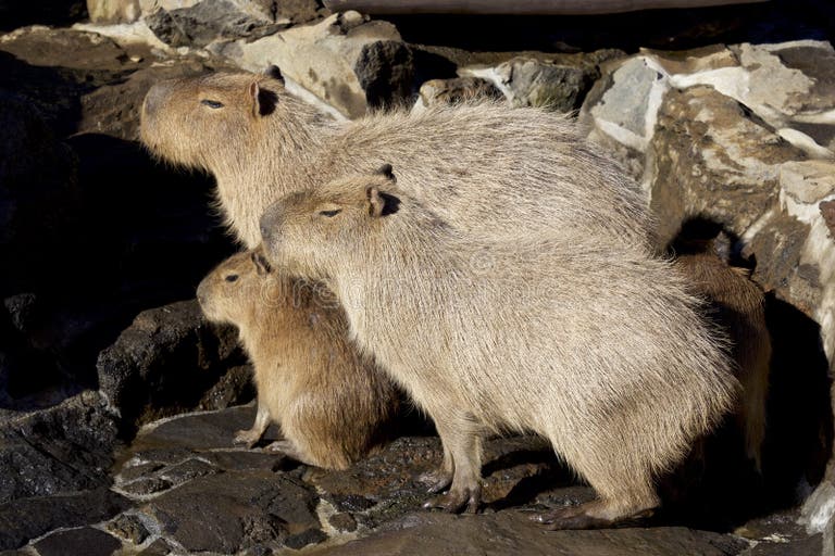 Família do Capybara foto de stock. Imagem de fauna, marrom - 63162038