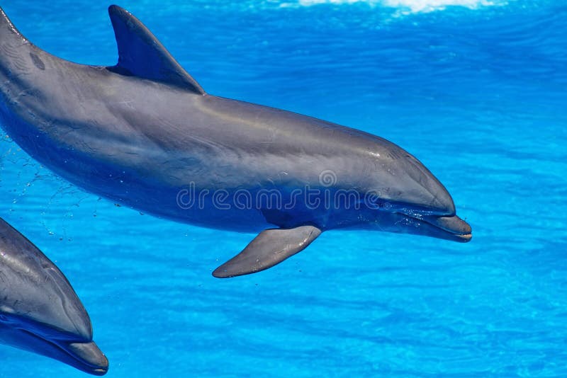 Família Do Golfinho Que Pula Fora Do Azul Claro Foto de Stock - Imagem ...