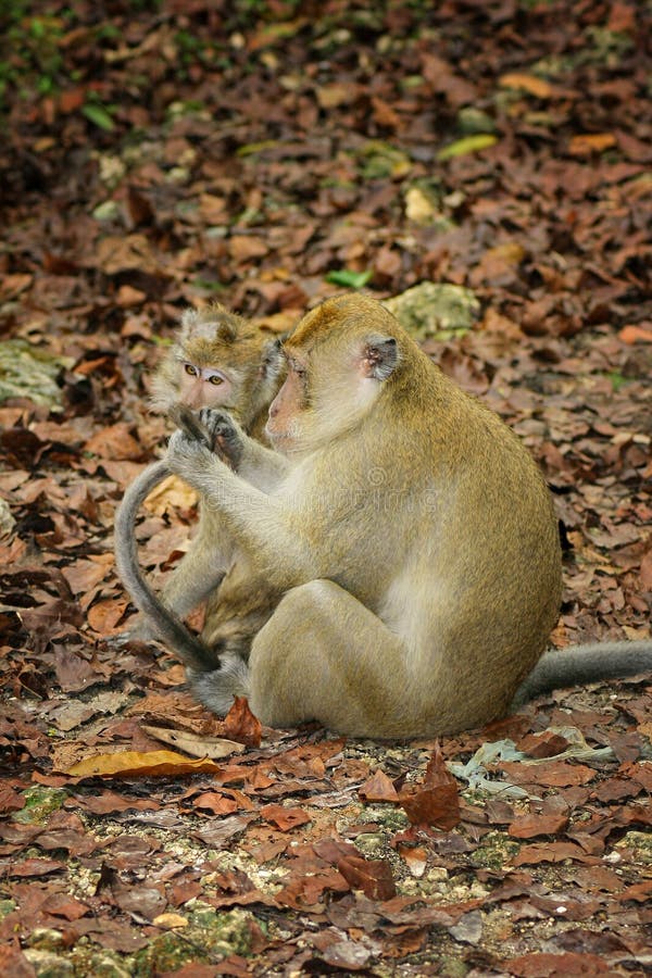 Monkeyfamily foto de stock. Imagem de família, macacos - 245724