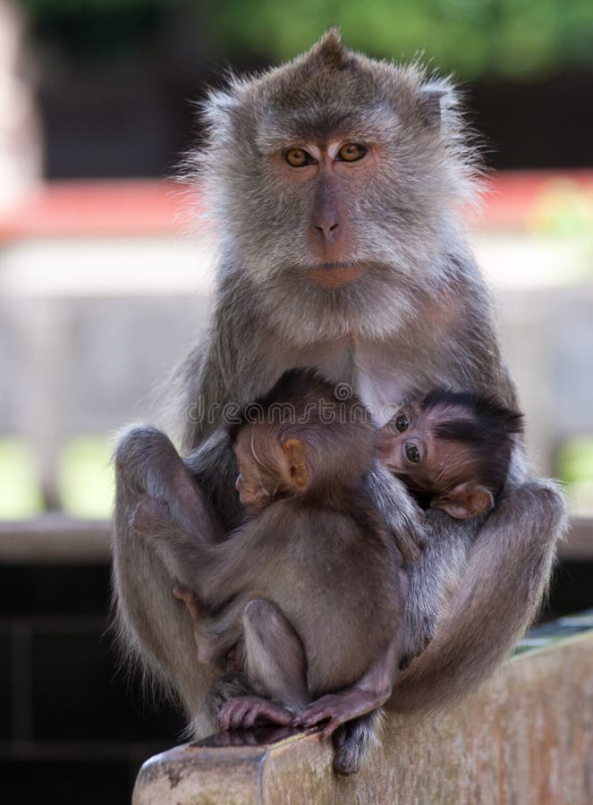 Família dos macacos. imagem de stock. Imagem de floresta - 16648063
