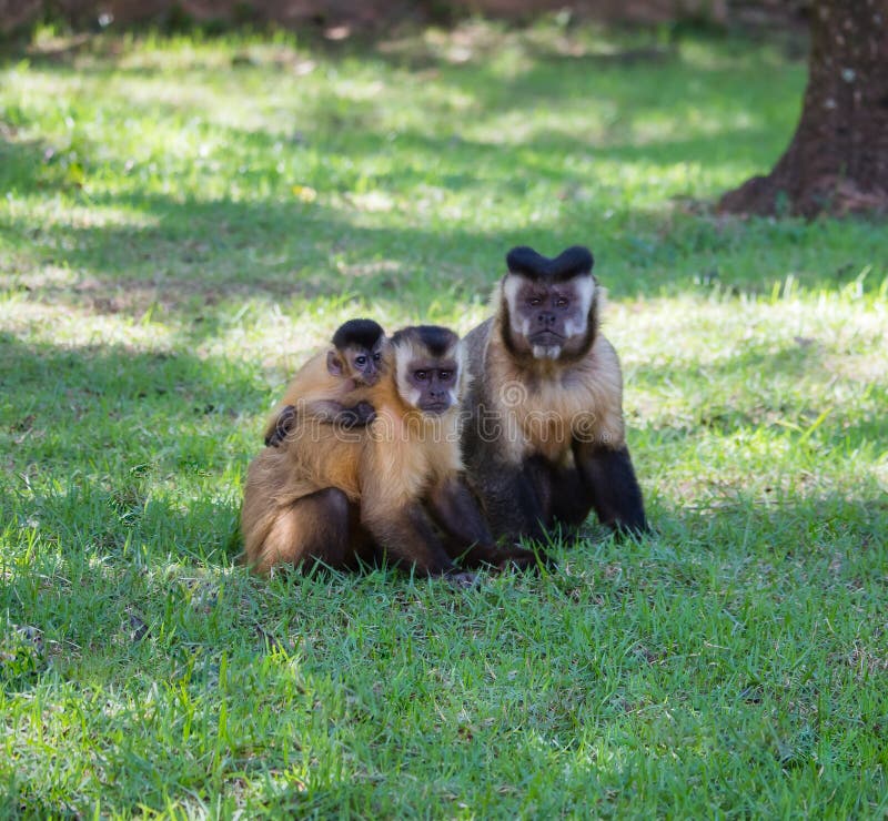 Família dos macacos. imagem de stock. Imagem de macacos - 16648063