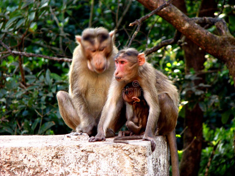 Uma Família Feliz Dos Macacos. Imagem de Stock - Imagem de bebê, velho ...