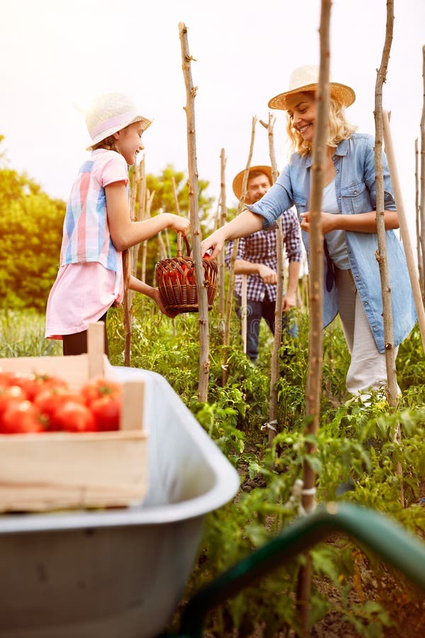 Família Rural De Agricultores No Domínio Agrícola Imagem de Stock ...