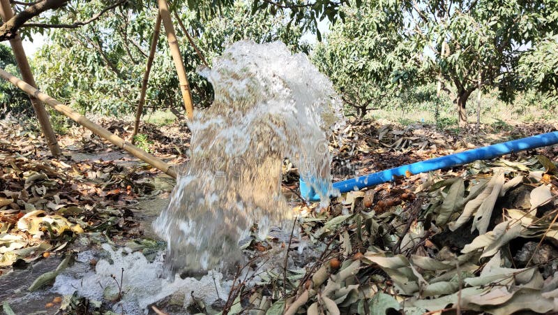 Longan in Thailand Add Water Stock Image - Image of longan, water ...