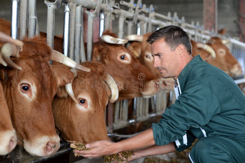 Famer and cows stock photo. Image of middleaged, farmer - 26818924