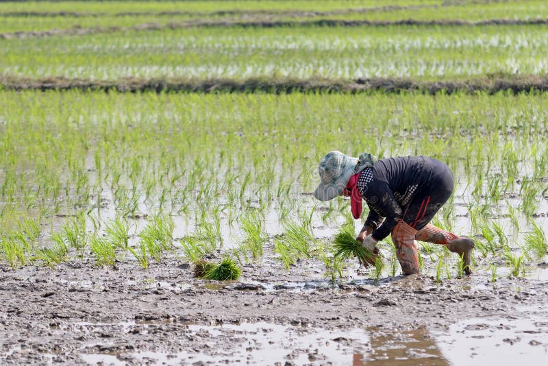 1,367 Famer Photos - Free & Royalty-Free Stock Photos from Dreamstime