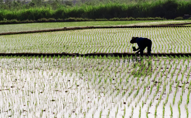Farmer working in the fram stock photo. Image of paddy - 10735472
