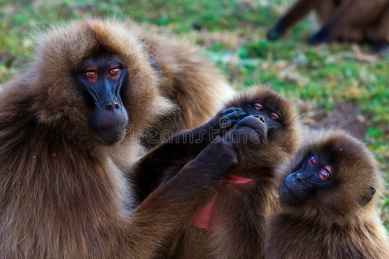 Famiglia Dei Babbuini Di Gelada Fotografia Stock - Immagine di pidocchi ...