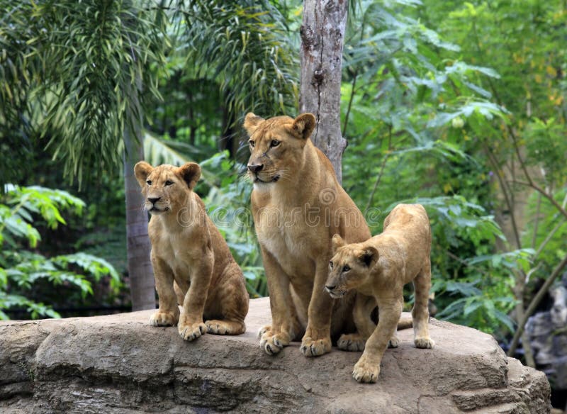 Il gruppo di leoni di mare immagine stock. Immagine di roccie - 27635915