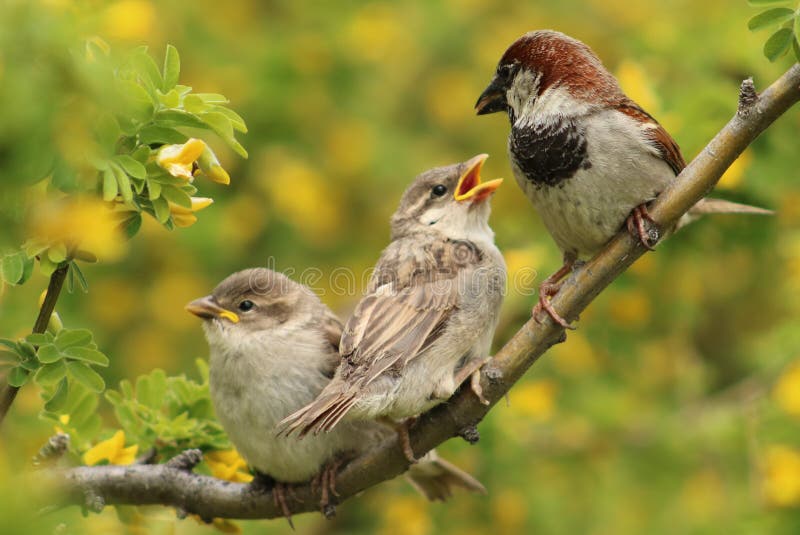 Pulcini Del Passero Che Aspettano Per Essere Alimentato Fotografia ...
