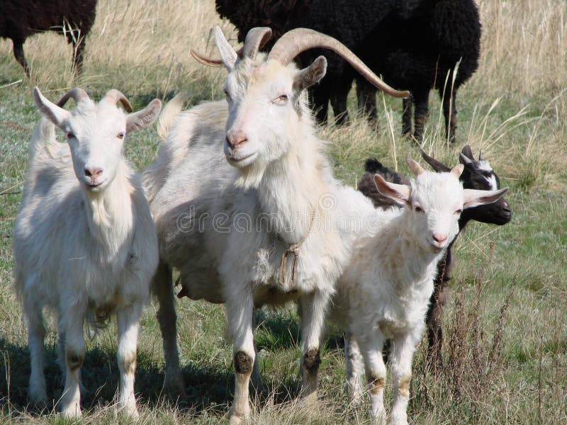 Famiglia della capra immagine stock. Immagine di corpo - 65320459