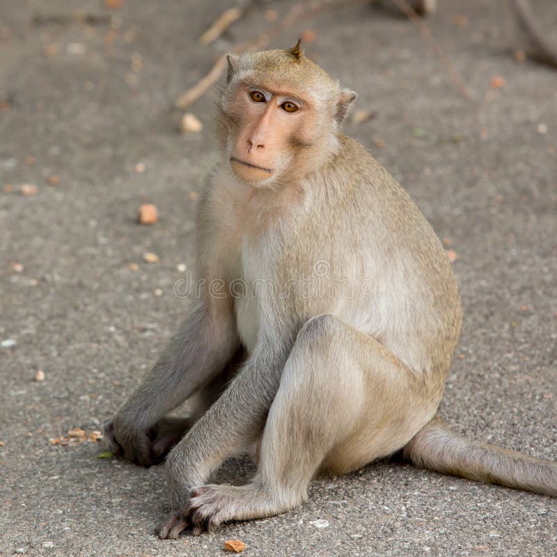 Famiglia della scimmia fotografia stock. Immagine di amicizia - 58884330