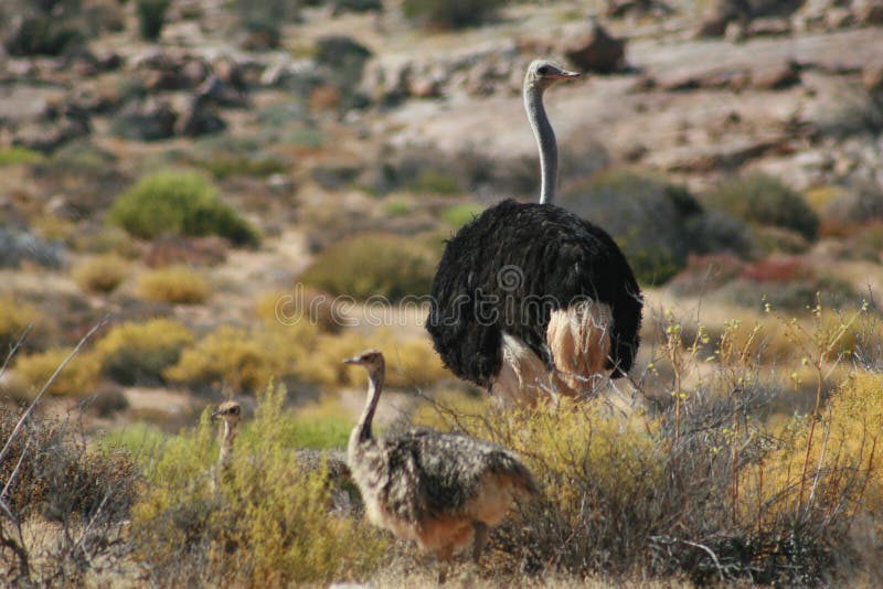 Famiglia dello struzzo fotografia stock. Immagine di corpo - 77762134