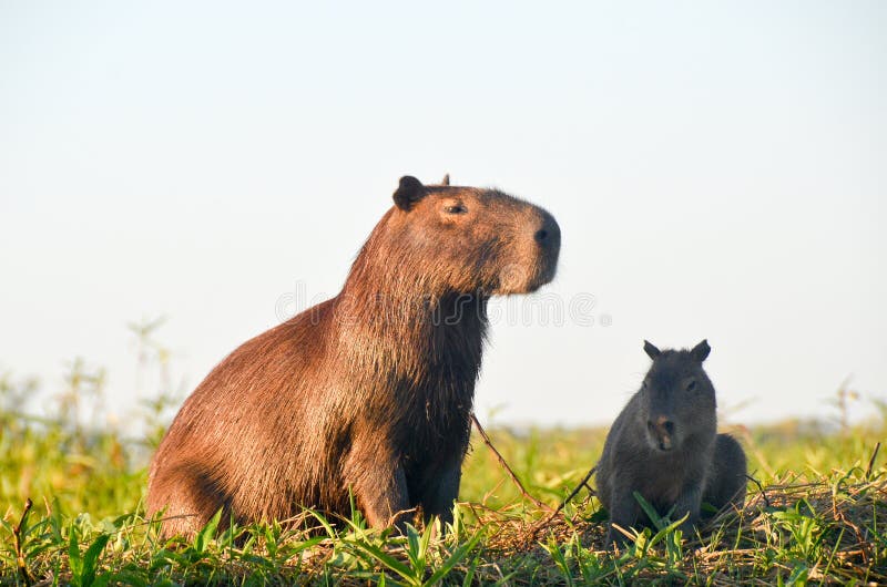 Famiglia di Capibara fotografia stock. Immagine di brasile - 59552894