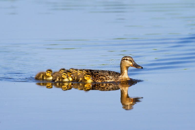 Pulcino bagnato fotografia stock. Immagine di aperto - 32200698