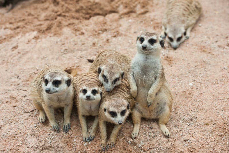 Famiglia di suricati immagine stock. Immagine di posizione - 23174349