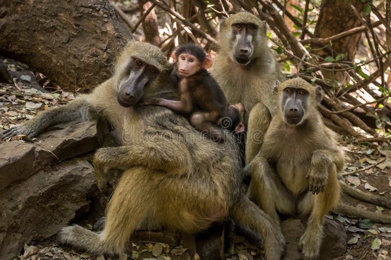 4,814 Babbuini Foto stock - Foto stock gratuite e royalty free da ...