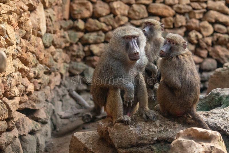 Familia De Babuin Que Permanece Cercana Junto Imagen de archivo ...