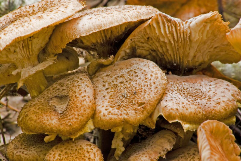 Familia De La Seta Imagen. Imagen: 352253