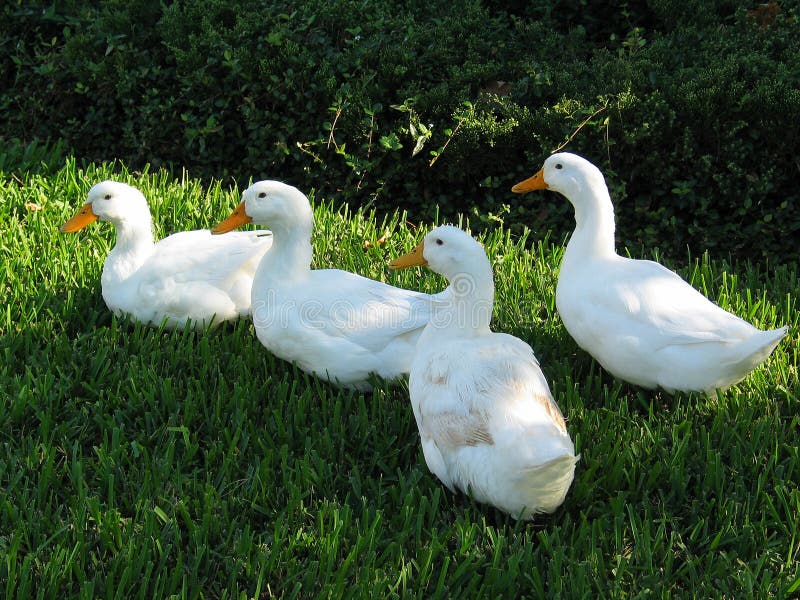 Familia de patos foto de archivo. Imagen de pico, familia - 260704