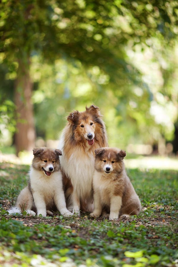 Perritos Del Perro Del Collie Foto de archivo - Imagen de rojo, animal ...