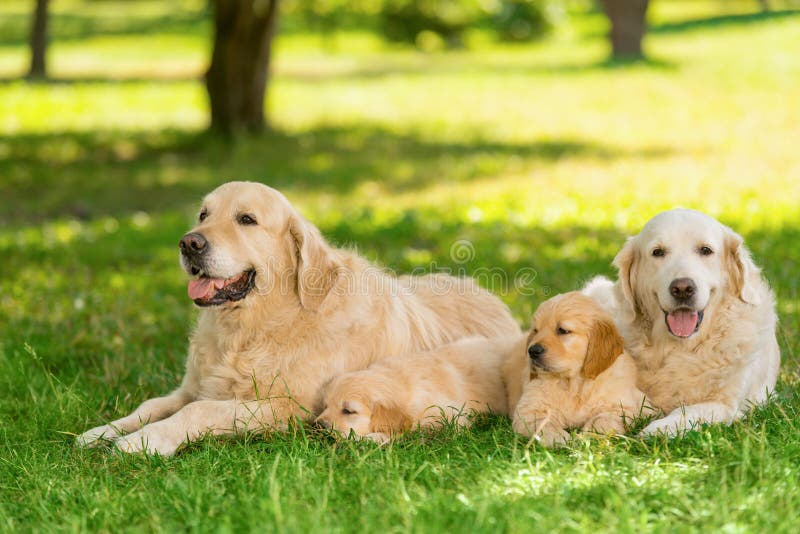Familia De Perros Perdigueros De Oro Imagen de archivo - Imagen de ...