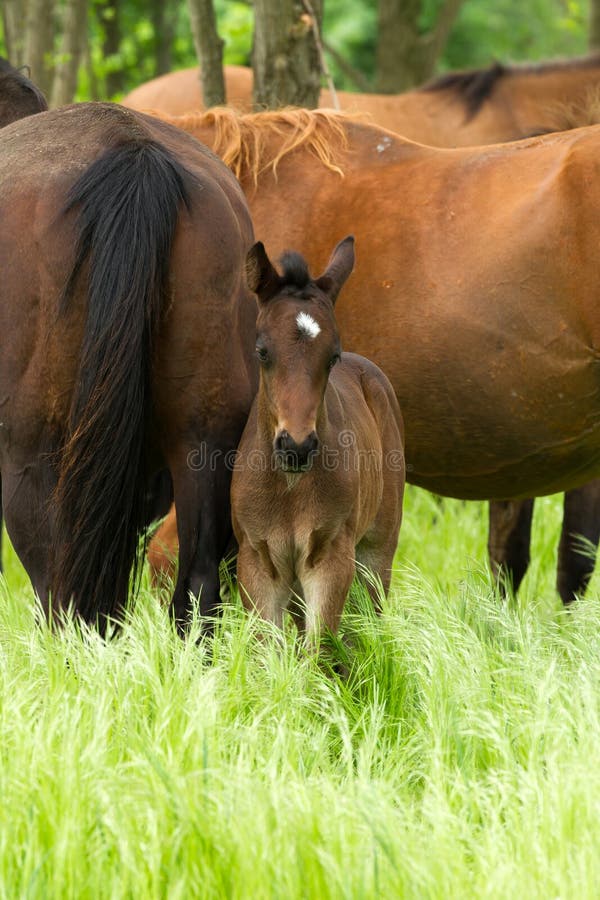 Un Caballo Con Un Potro Del Bebé Foto de archivo - Imagen de bebés ...