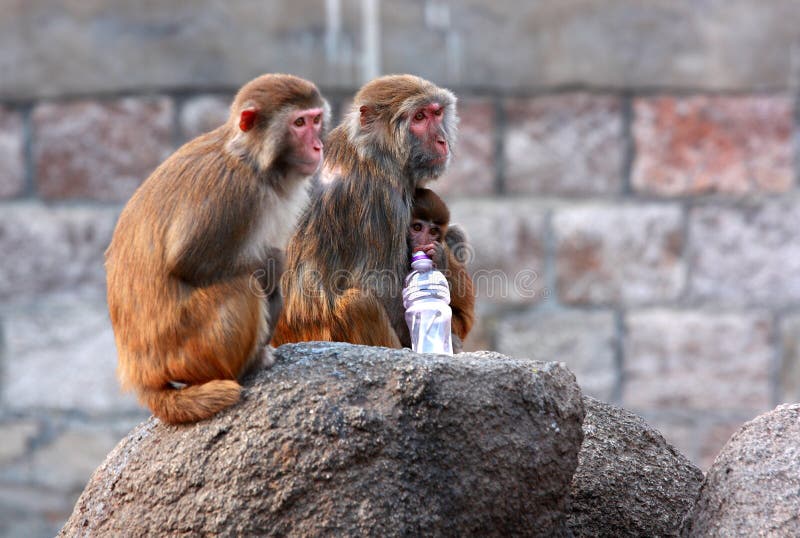 Familia del mono foto de archivo. Imagen de mascota, monos - 12698006