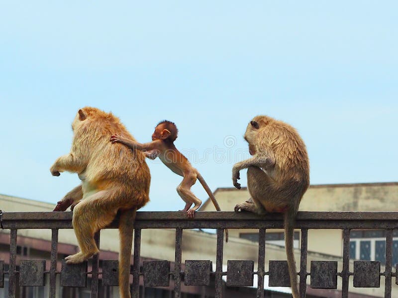 Familia del mono foto de archivo. Imagen de familia - 128471020