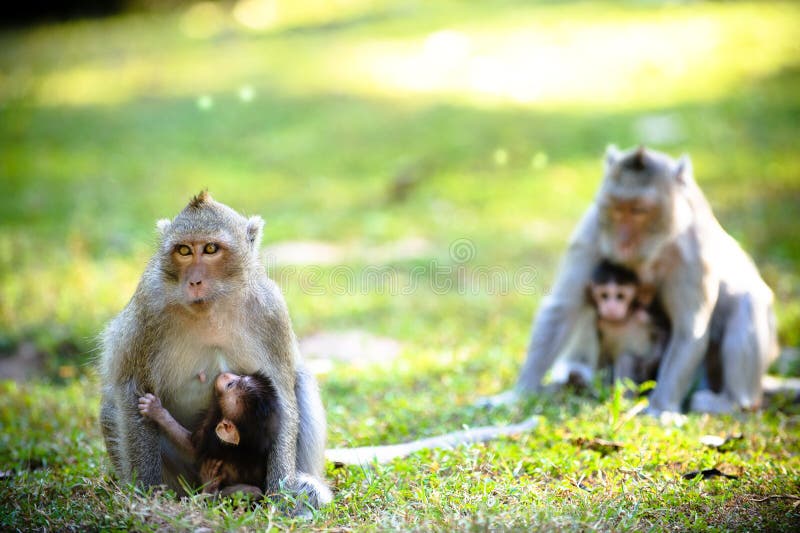 Familia del mono imagen de archivo. Imagen de animal - 20155663