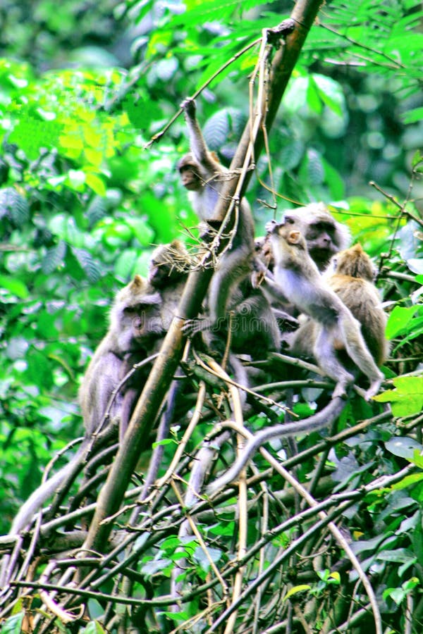 Familia del mono foto de archivo. Imagen de familia - 207294826