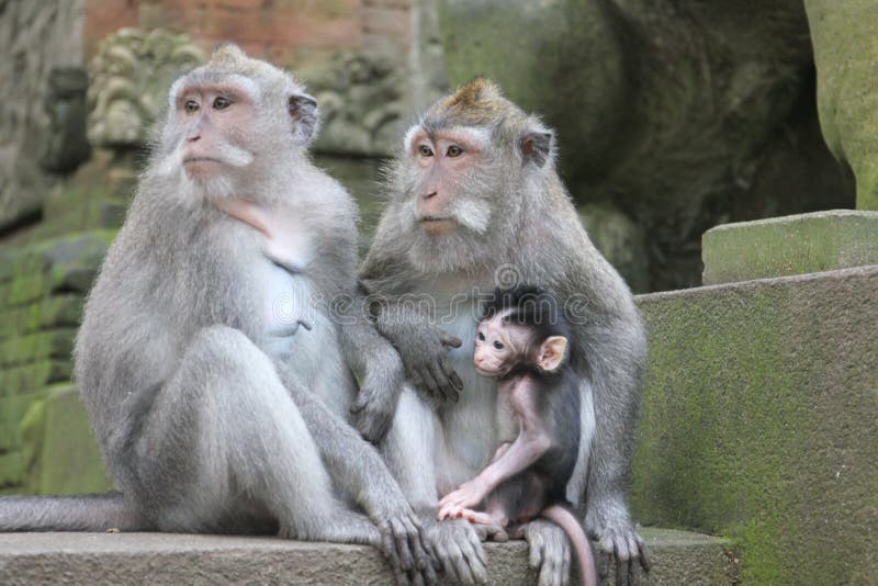 Familia del mono imagen de archivo. Imagen de asia, color - 78821971
