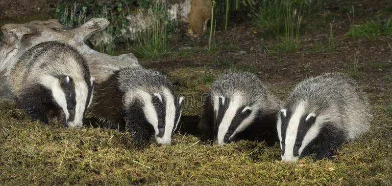 Tejón Europeo En El Bosque, Nadando En El Agua, Animal En El Hábitat ...