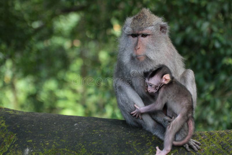 Familia En El Mono Forest Park Foto de archivo - Imagen de familia ...