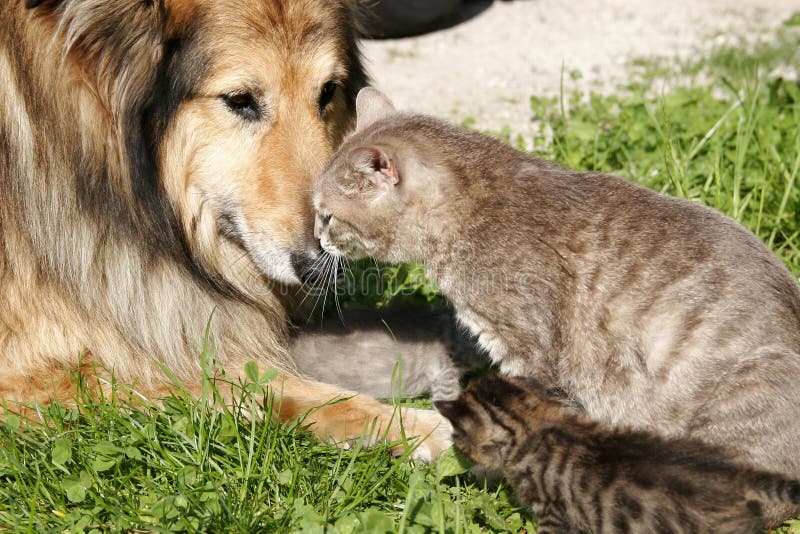 Familia Del Gato Y De Perro Imagen de archivo - Imagen de gato, entre ...