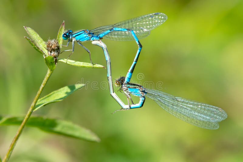 Familiar Bluet Damselfly - Enallagma Civile Stock Photo - Image of ...
