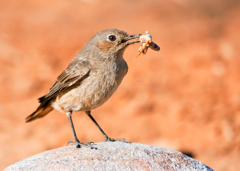 Familiar Chat stock image. Image of bird, nature, fauna - 12915693