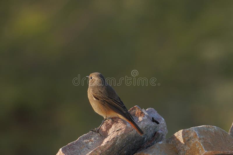 Familiar Chat stock photo. Image of orange, feathered - 255290450