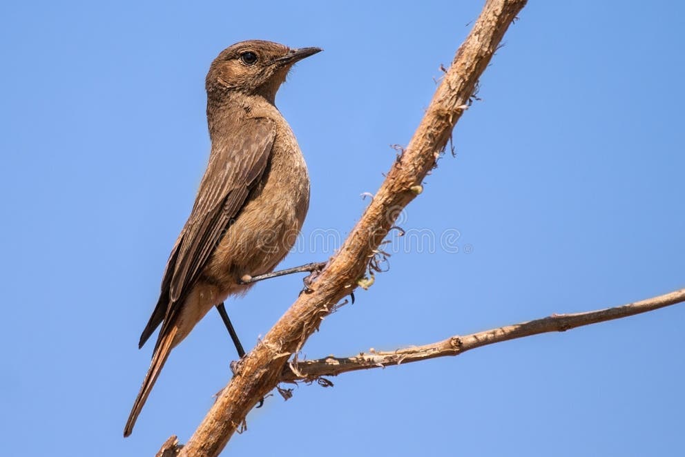 Familiar Chat Sitting on a Branch with Blue Sky Stock Image - Image of ...