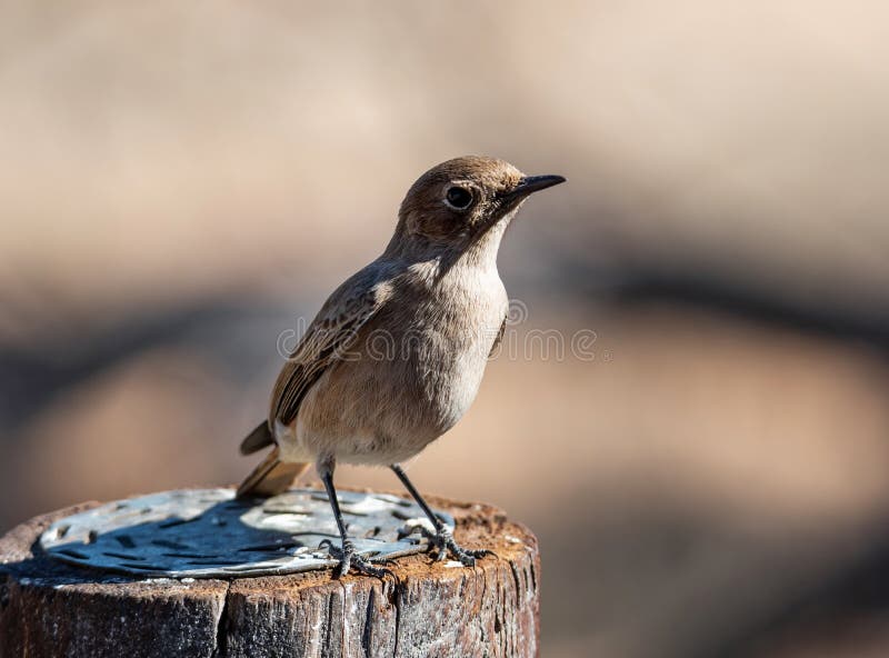 Familiar Chat stock image. Image of birds, cercomela - 255081973
