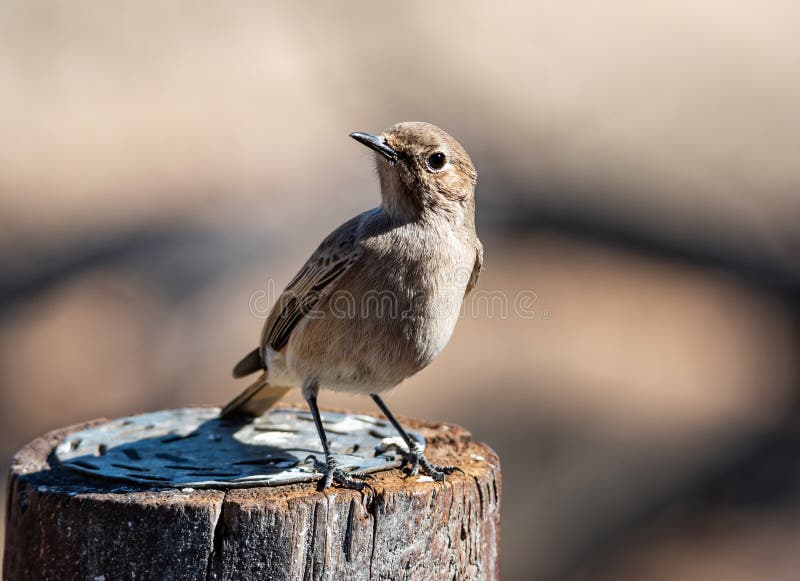 Familiar Chat stock photo. Image of camouflage, bird - 255081980