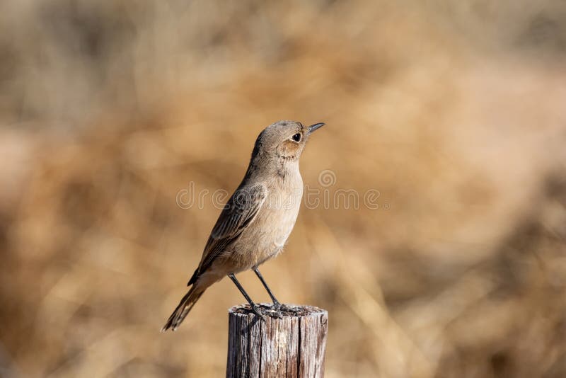 Familiar Chat stock photo. Image of orange, feathered - 255290450