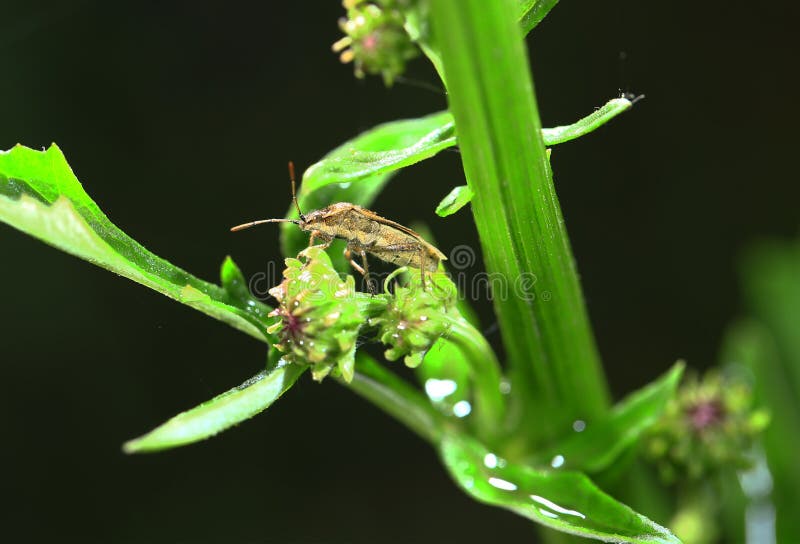 Familias de insectos foto de archivo. Imagen de resorte - 238975084