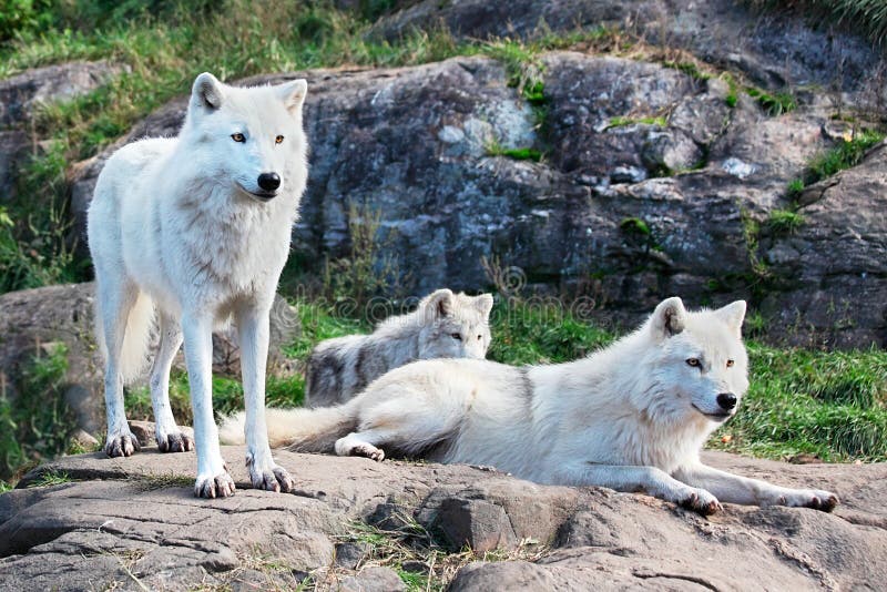 Arktische Wölfe Schließen Zusammen Im Winter Stockbild - Bild von ...
