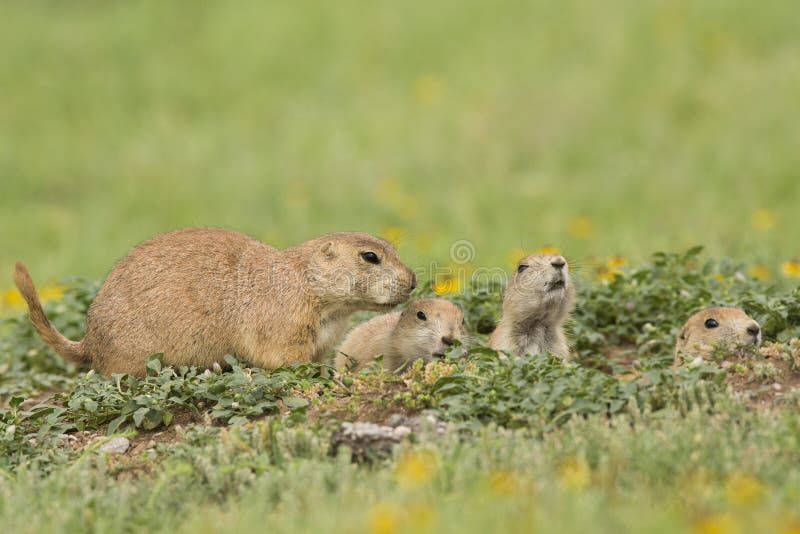 Twee Prairiehonden Prairiehond Die Veiligheid Doen Stock Foto - Image ...