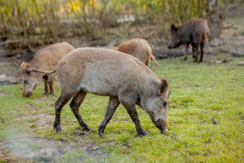 Familiegroep Wart Hogs Grazing Eating Grass-Voedsel Samen Stock ...